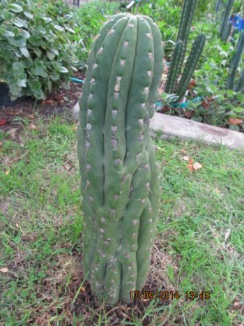 Fields Validus (Trichocereus) – Trichocereus.net – Cactus Seeds & Books!