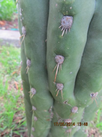 Fields Validus (Trichocereus) – Trichocereus.net – Cactus Seeds & Books!