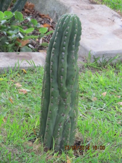 Trichocereus validus / Echinopsis valida – Trichocereus.net – Cactus ...
