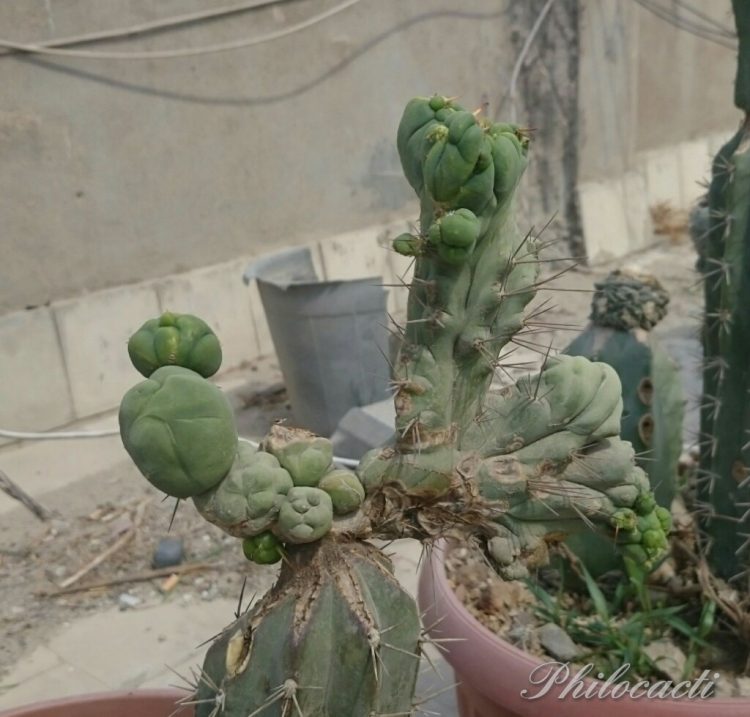 Trichocereus Mutants – Freaks, Crests, variegates, Monstrosa ...