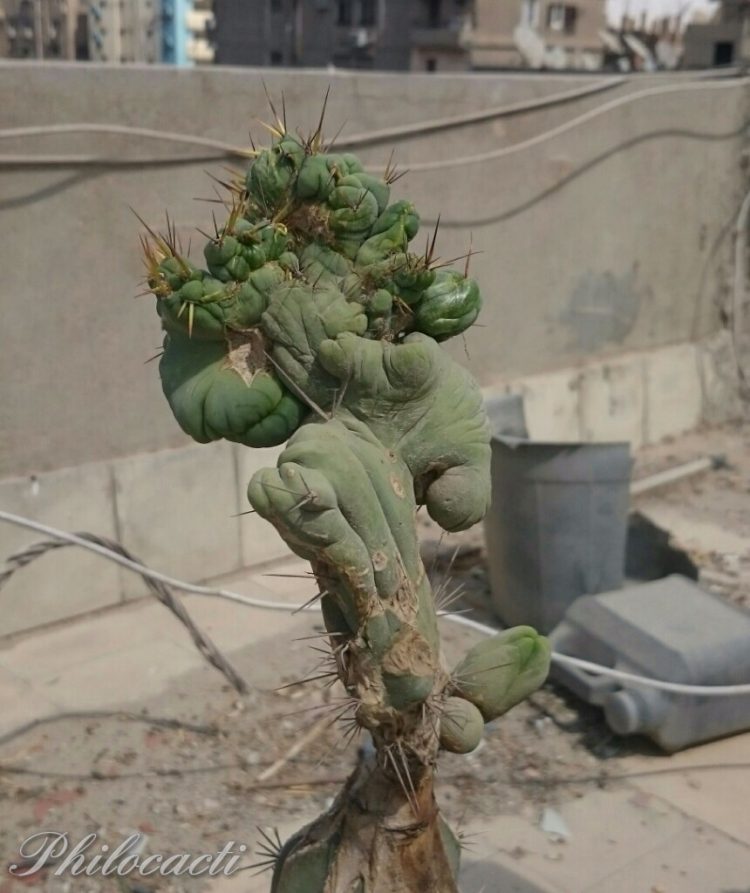 Trichocereus Mutants – Freaks, Crests, variegates, Monstrosa ...