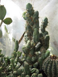Trichocereus bridgesii (Echinopsis lageniformis) Mega Page