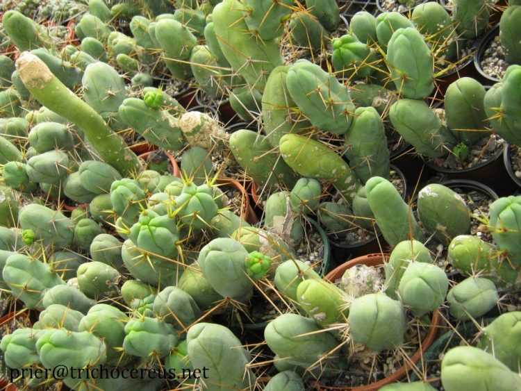 Trichocereus bridgesii (Echinopsis lageniformis) Mega Page