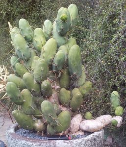 TBM – Trichocereus bridgesii Clone A + Clone B / Penis Plant aka Penis ...