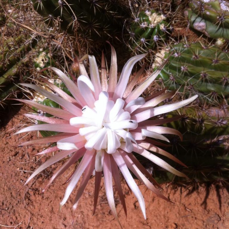 CACTUS COUNTRY: Heaven For Trichocereus Fans