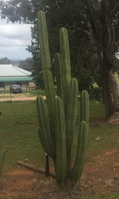 Trichocereus scopulicola / Echinopsis scopulicola Mega Page ...