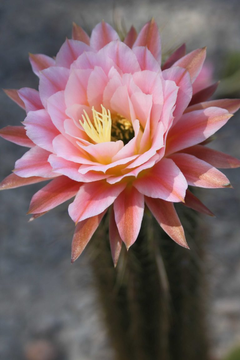 Trichocereus.net - Premium Quality cactus seeds and Books!