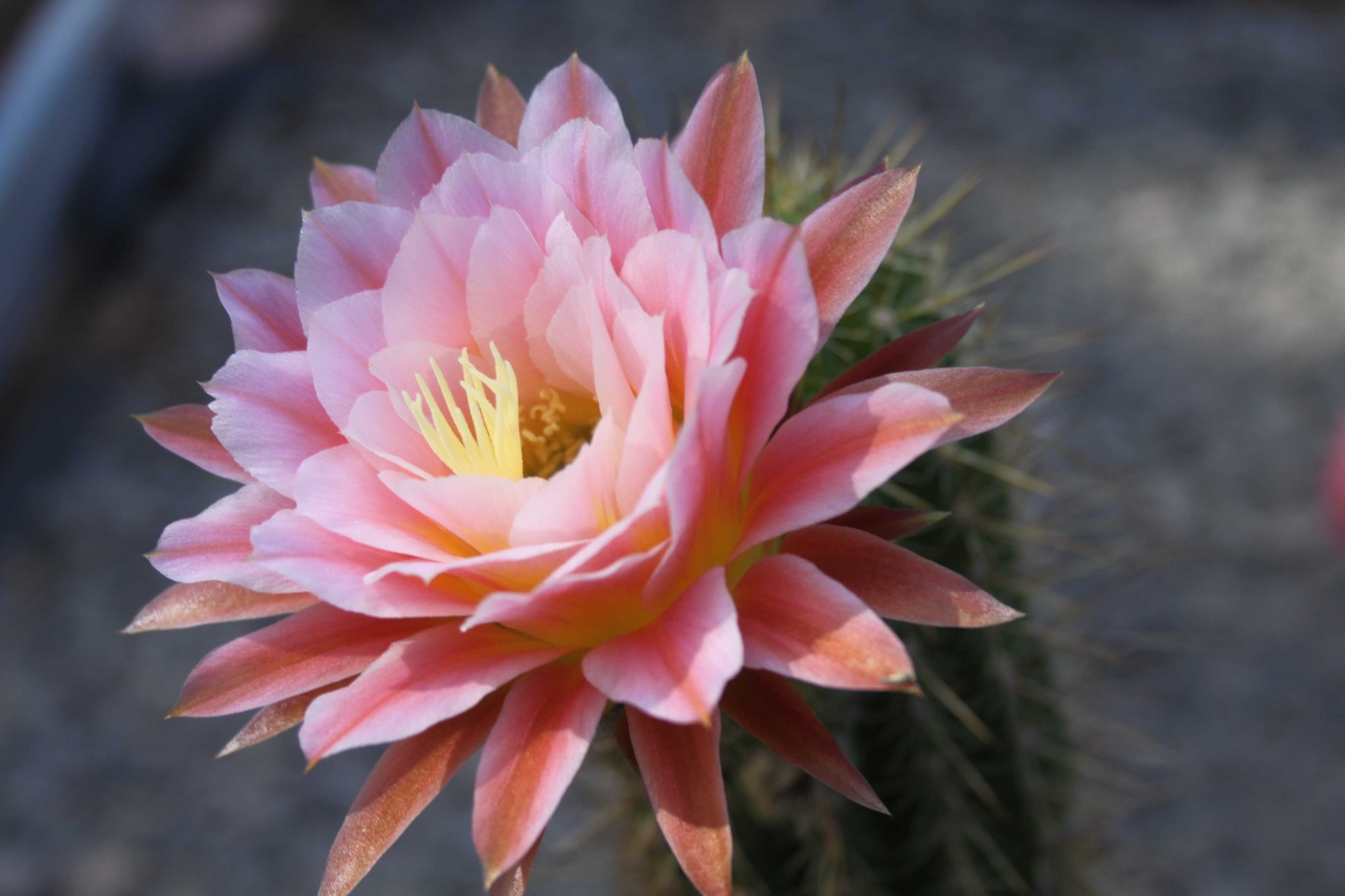 Trichocereus.net - Premium Quality cactus seeds and Books!