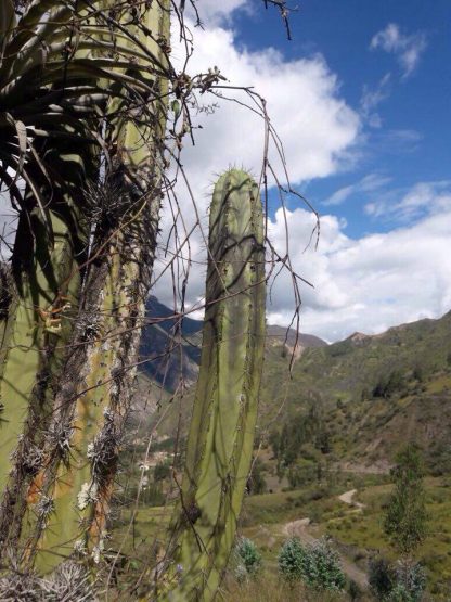 Various populations of Trichocereus santaensis / Peruvianus in Peru ...