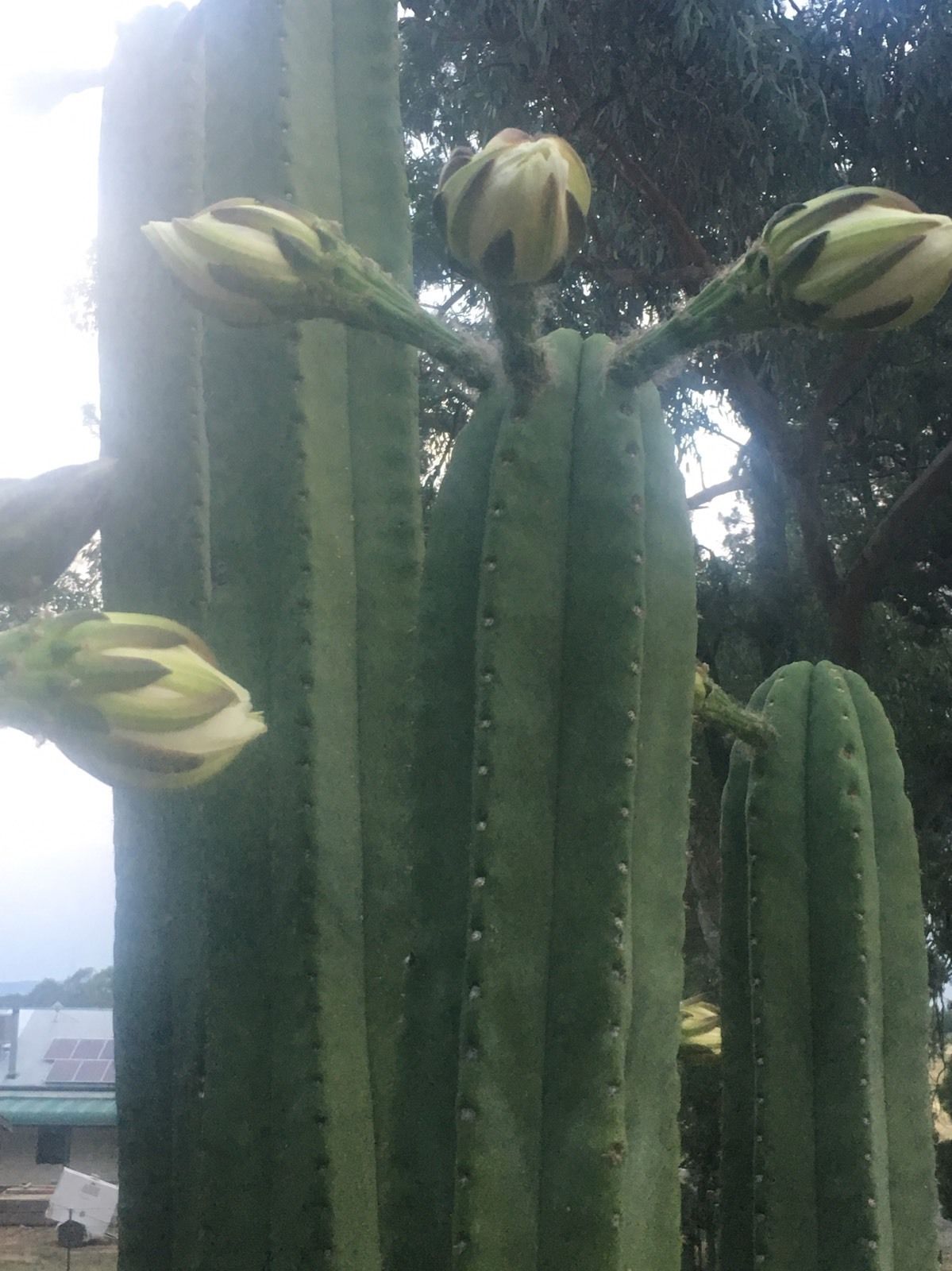 Trichocereus scopulicola / Echinopsis scopulicola Mega Page ...