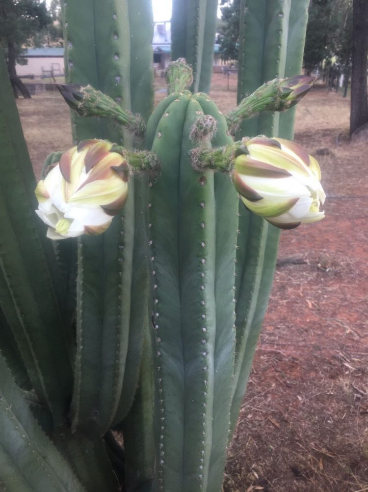 Trichocereus scopulicola / Echinopsis scopulicola Mega Page ...