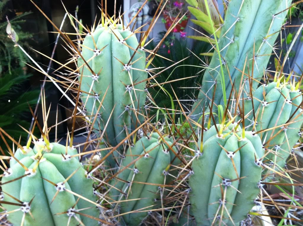 Trichocereus Blog: Lumberjack (Trichocereus bridgesii)