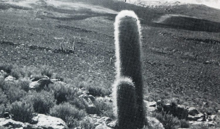Trichocereus tarijensis / Echinopsis tarijensis – Trichocereus.net ...