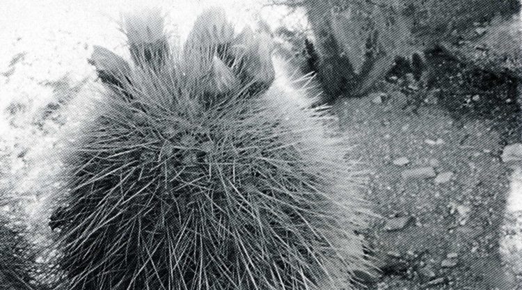 Trichocereus tarijensis / Echinopsis tarijensis – Trichocereus.net ...