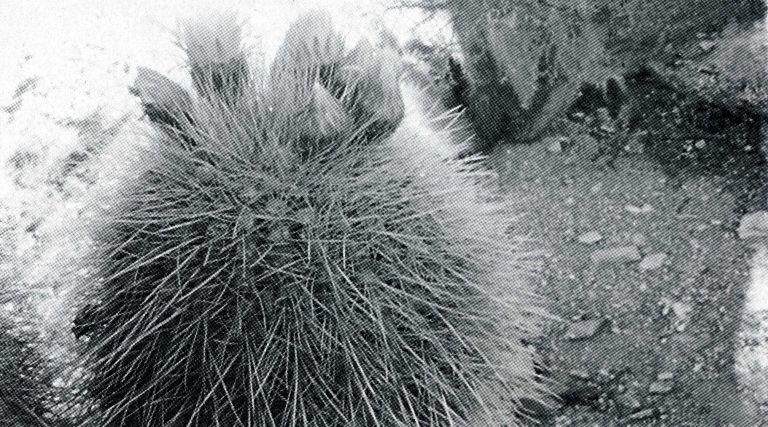 Trichocereus tarijensis / Echinopsis tarijensis – Trichocereus.net ...