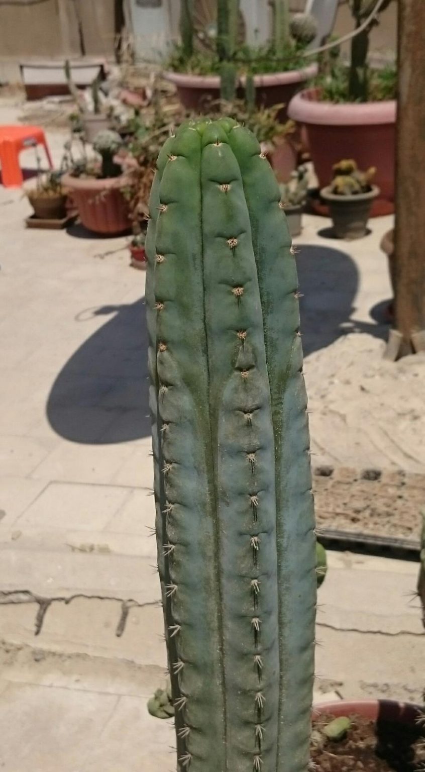 Trichocereus pachanoi (Britton and Rose 1920) Echinopsis pachanoi