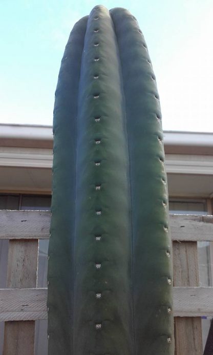KK339 Trichocereus pachanoi – Trichocereus.net – Cactus Seeds & Books!