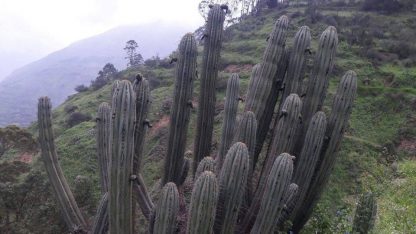 Trichocereus peruvianus Echinopsis peruviana
