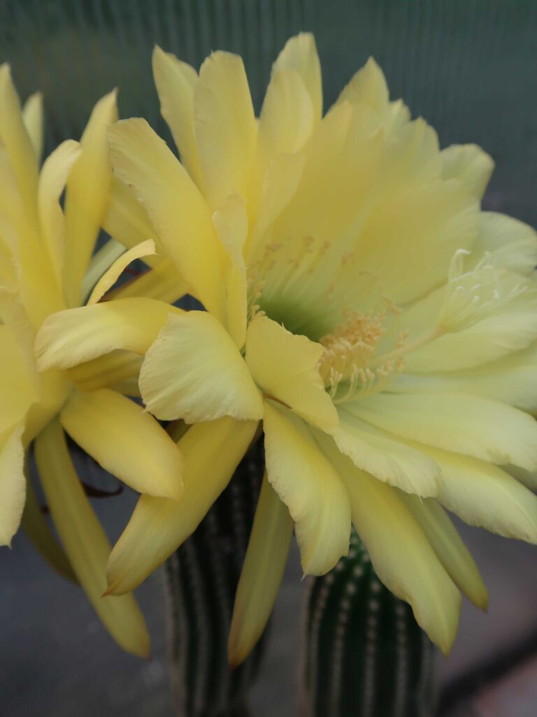 Trichocereus.net - Echinopsis shaferi Yellow Ruffled! (Trichocereus ...