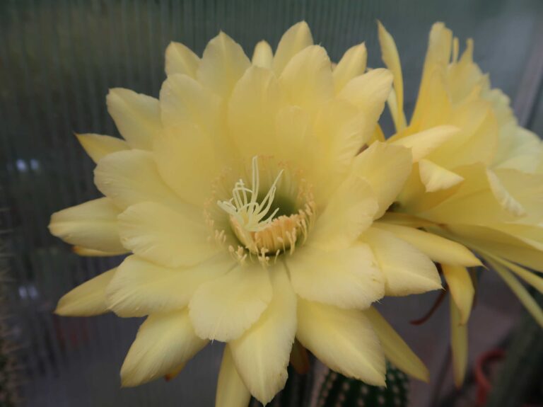 Trichocereus.net - Echinopsis shaferi Yellow Ruffled! (Trichocereus ...