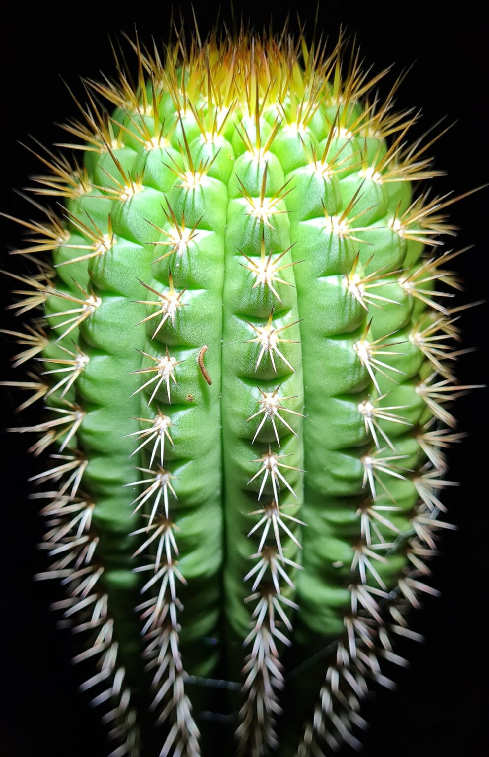 Echinopsis thelegonoides / Trichocereus thelegonoides – Trichocereus ...