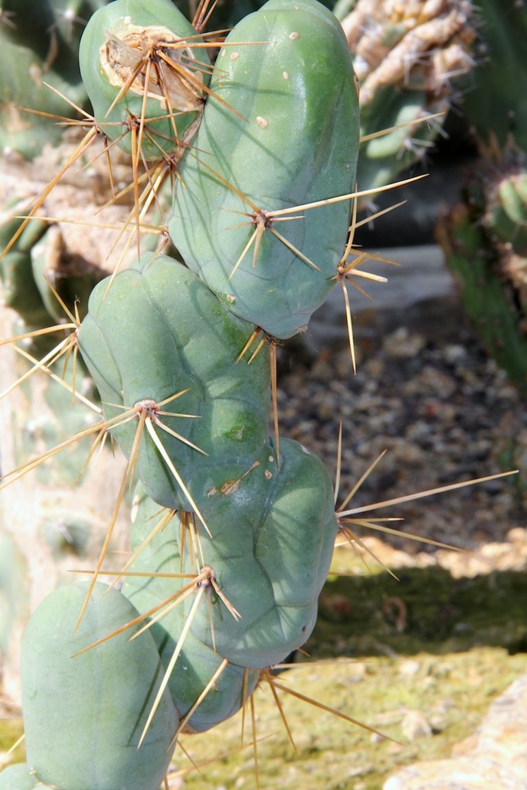 Trichocereus bridgesii (Echinopsis lageniformis) Mega Page