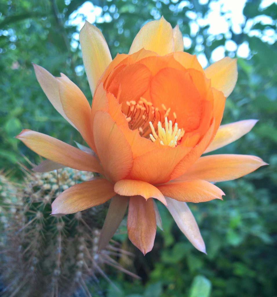 Trichocereus hybrid “Dank Orange” x JT 09-14 ((Lobivia ferox x Lobivia ...
