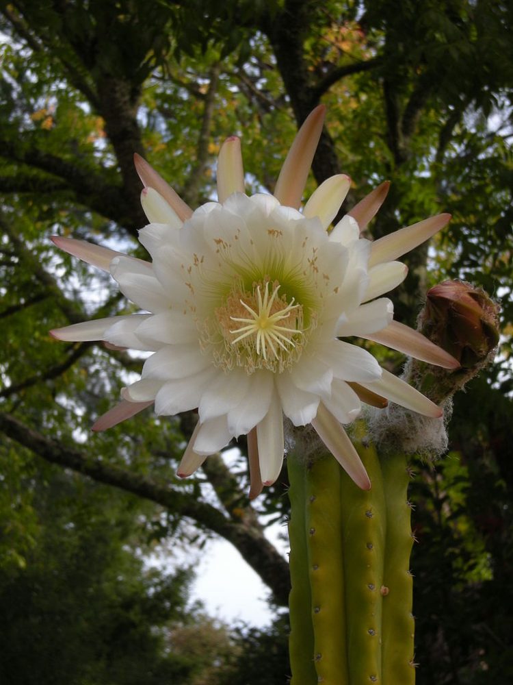 Trichocereus Pachanoi / Echinopsis Pachanoi