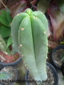 Super Pedro (Trichocereus scopulicola) – Trichocereus.net – Cactus ...
