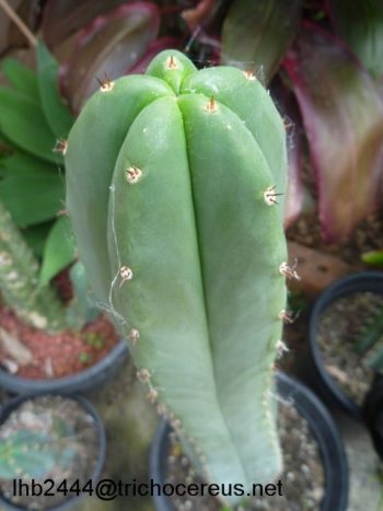 Trichocereus scopulicola / Echinopsis scopulicola Mega Page ...