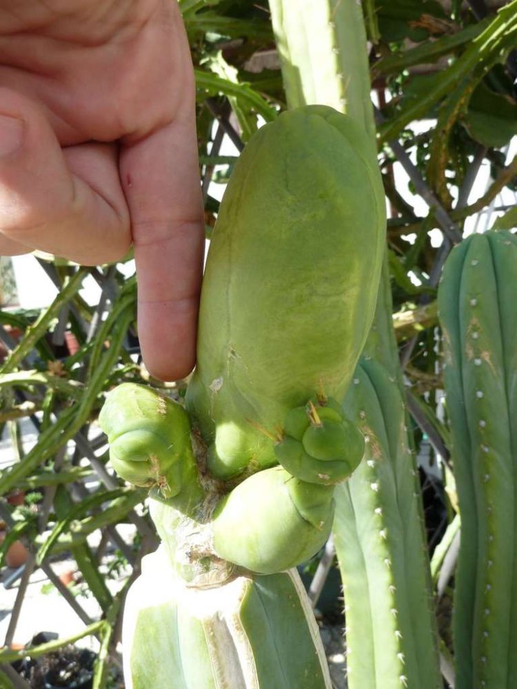 TBM - Trichocereus bridgesii Clone A + Clone B Penis Cactus